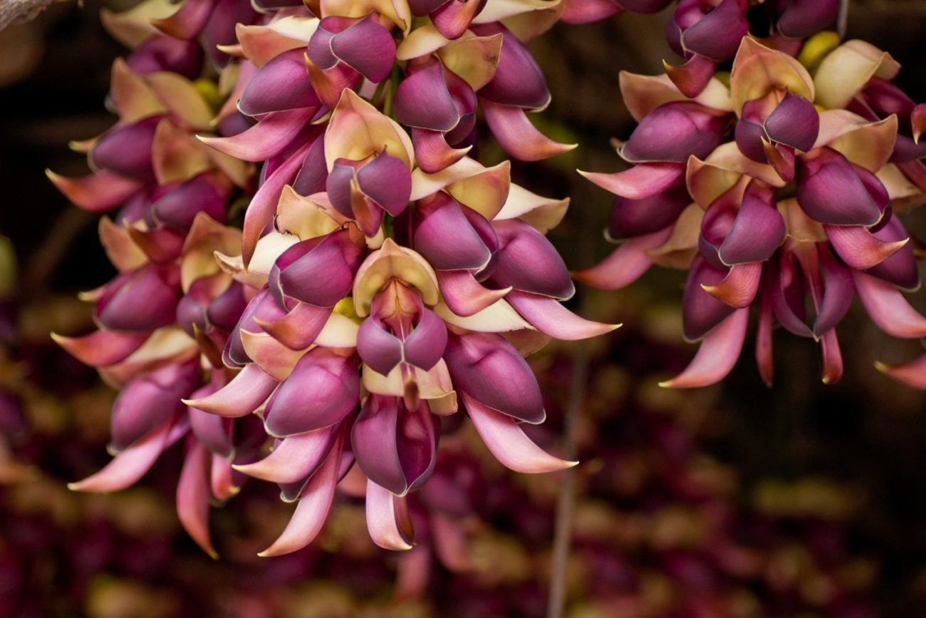 Mucuna : Propriétés, Bienfaits et Applications en Phytothérapie ...
