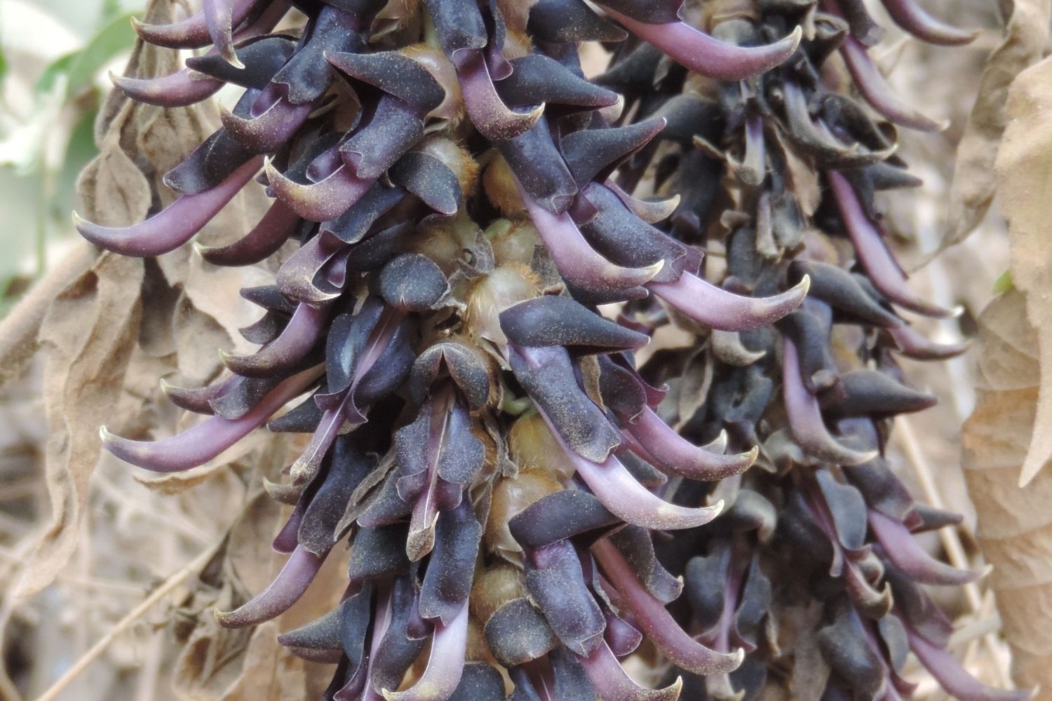 Mucuna : Propriétés, Bienfaits et Applications en Phytothérapie ...