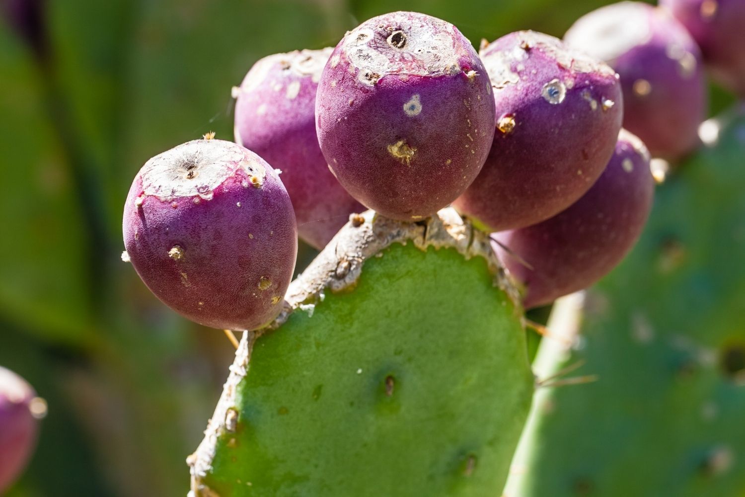 Nopal : Propriétés, Bienfaits et Applications en Phytothérapie - France ...