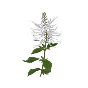 Orthosiphon : Propriétés, Bienfaits et Applications en Phytothérapie ...