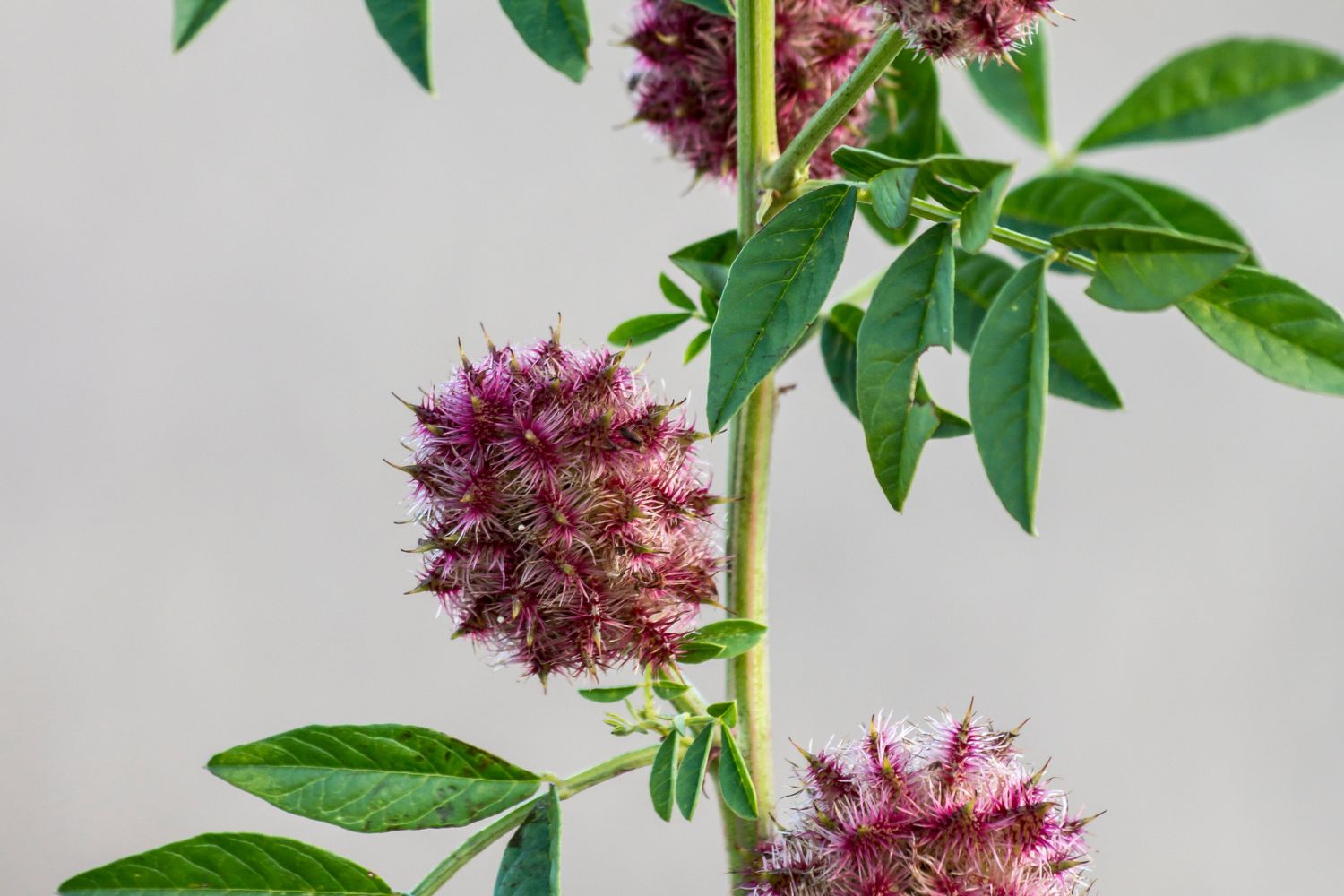 Réglisse : Propriétés, Bienfaits et Applications en Phytothérapie ...