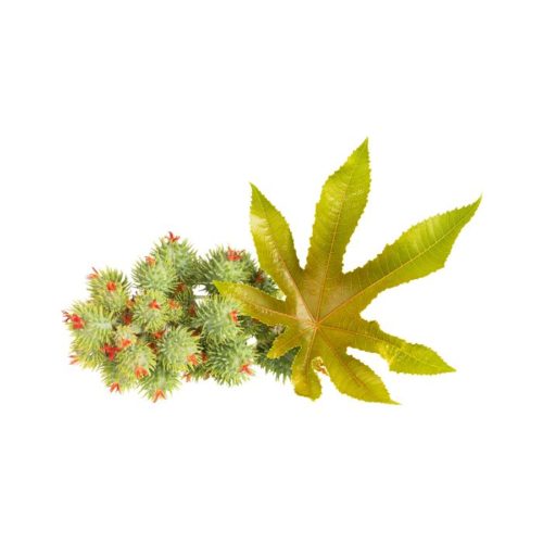 Ricin commun : Propriétés, Bienfaits et Applications en Phytothérapie ...