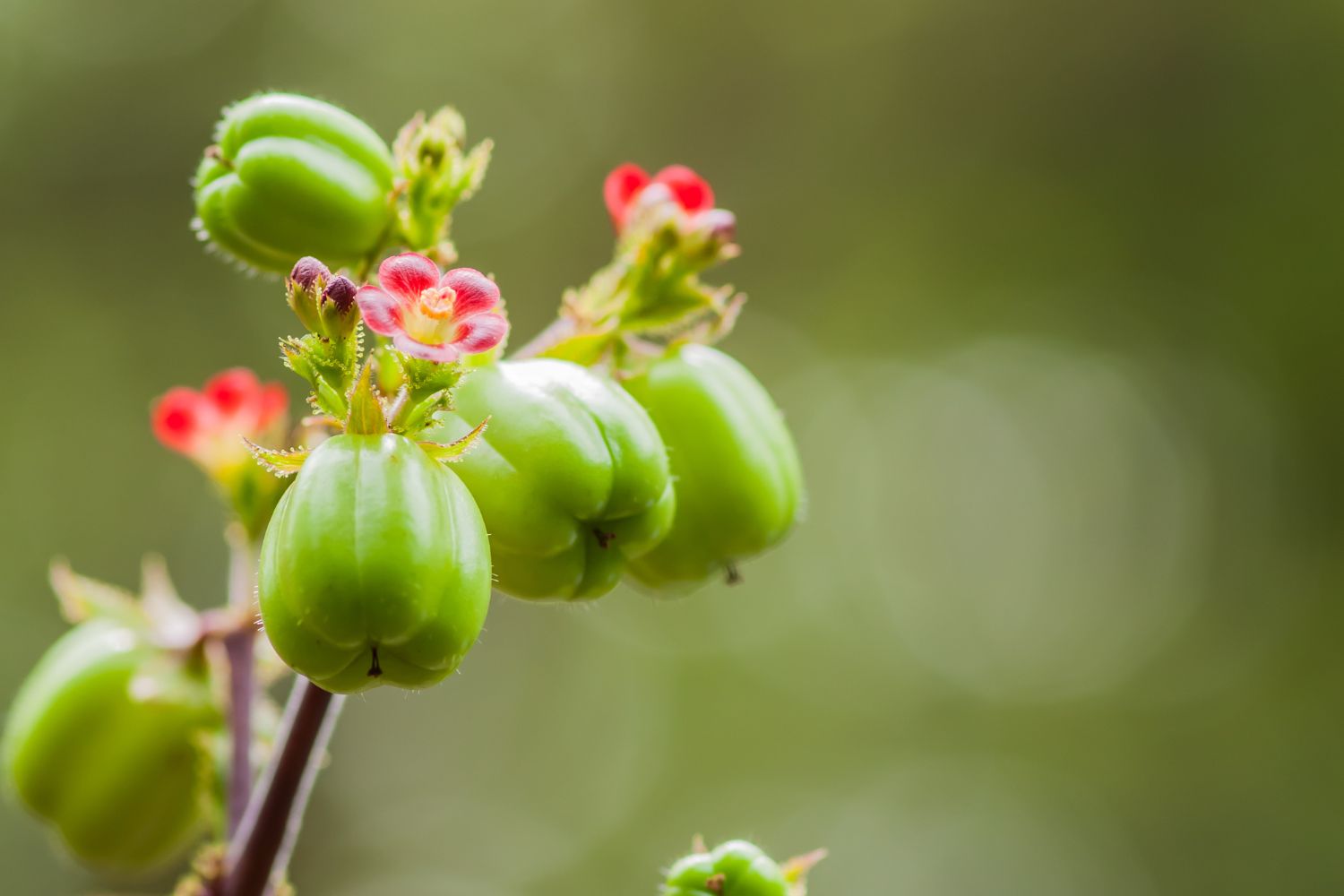 Ricin commun : Propriétés, Bienfaits et Applications en Phytothérapie ...