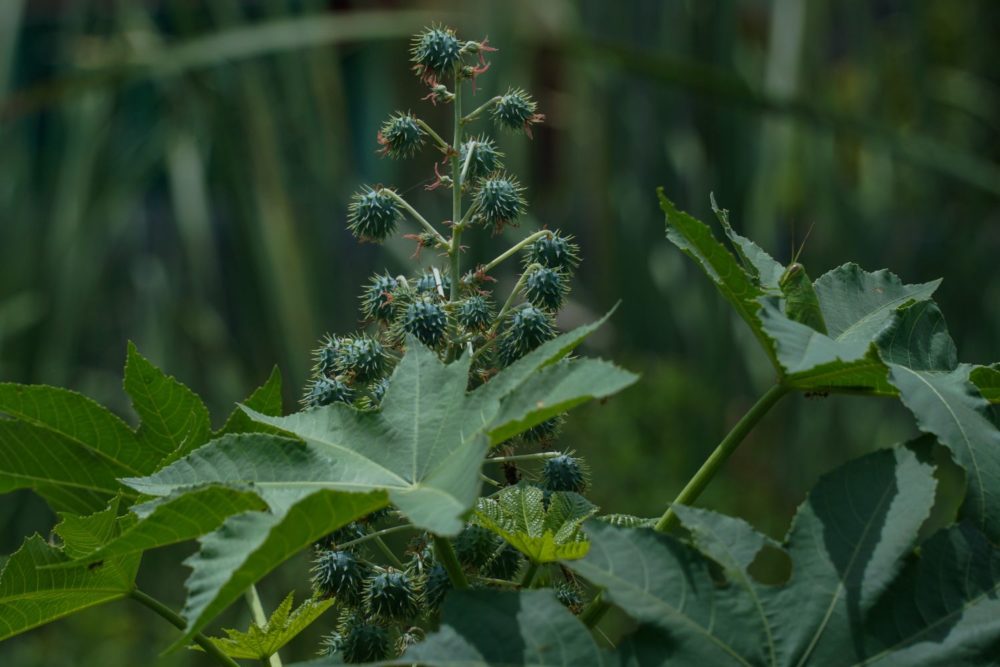 Ricin commun : Propriétés, Bienfaits et Applications en Phytothérapie ...