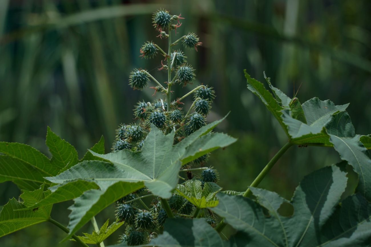 Ricin commun : Propriétés, Bienfaits et Applications en Phytothérapie ...