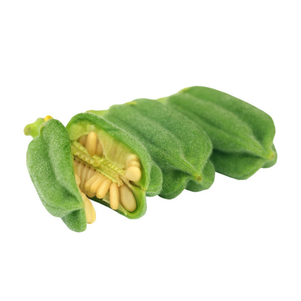 Sésame : Propriétés, Bienfaits et Applications en Phytothérapie ...