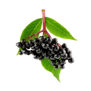 Sureau noir : Propriétés, Bienfaits et Applications en Phytothérapie ...