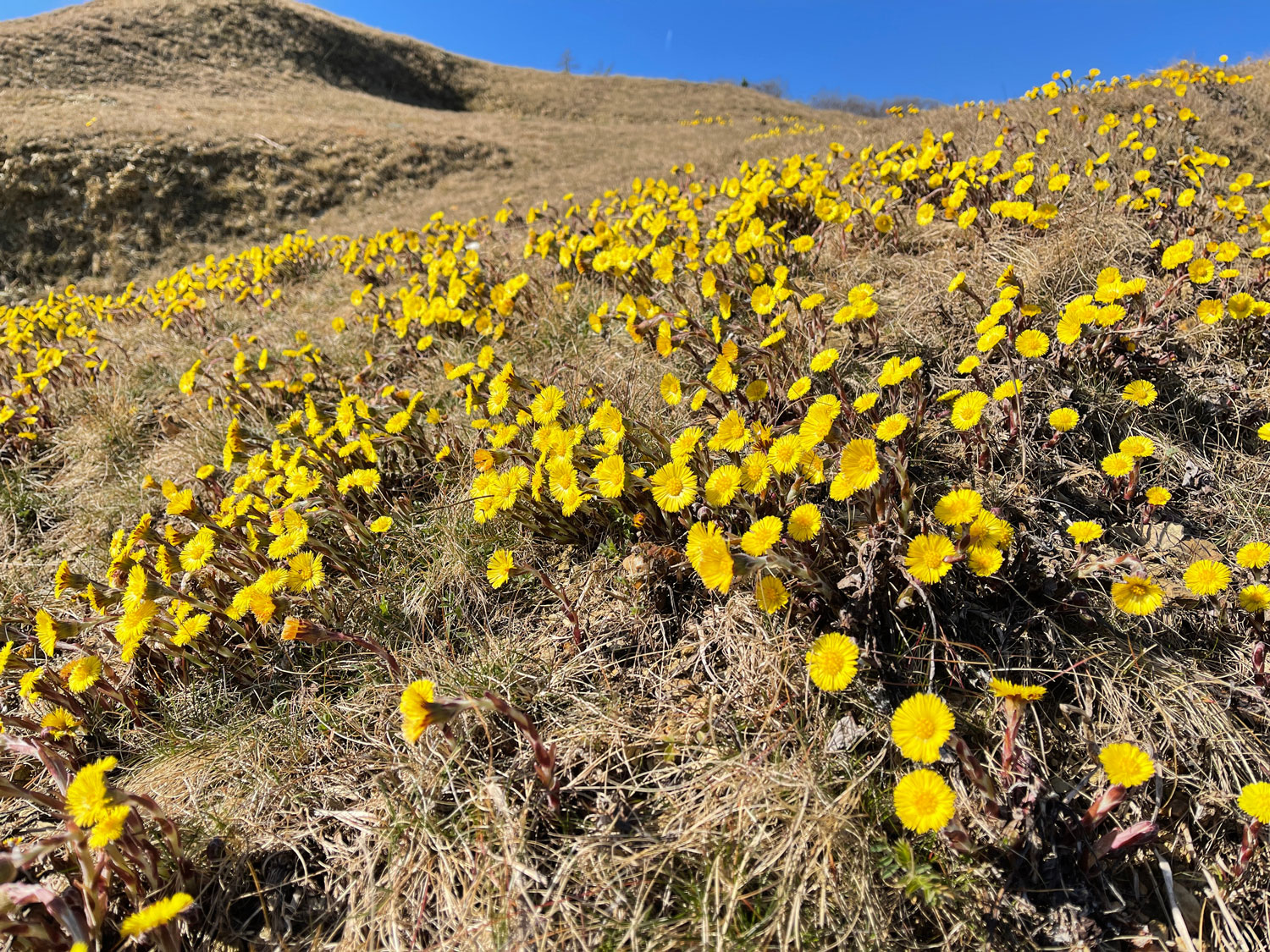 Tussilage : Propriétés, Bienfaits et Applications en Phytothérapie ...