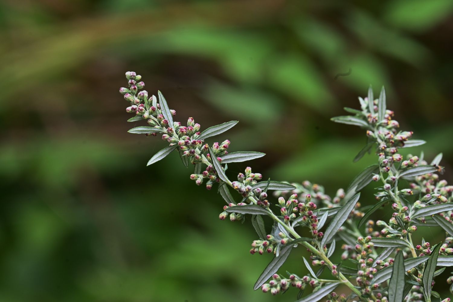 Armoise commune : Propriétés, Bienfaits et Applications en ...