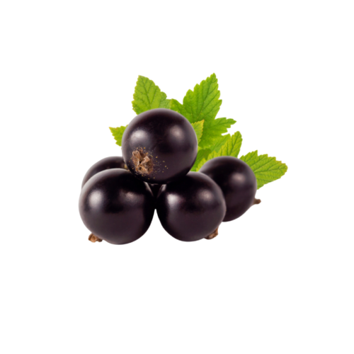 Macérat de bourgeon de Cassis - Bienfaits en gemmothérapie - France ...