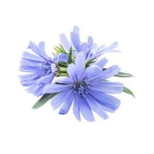 Chicorée : Propriétés, Bienfaits et Applications en Phytothérapie ...