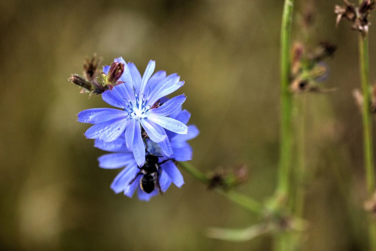 Chicorée : Propriétés, Bienfaits et Applications en Phytothérapie ...