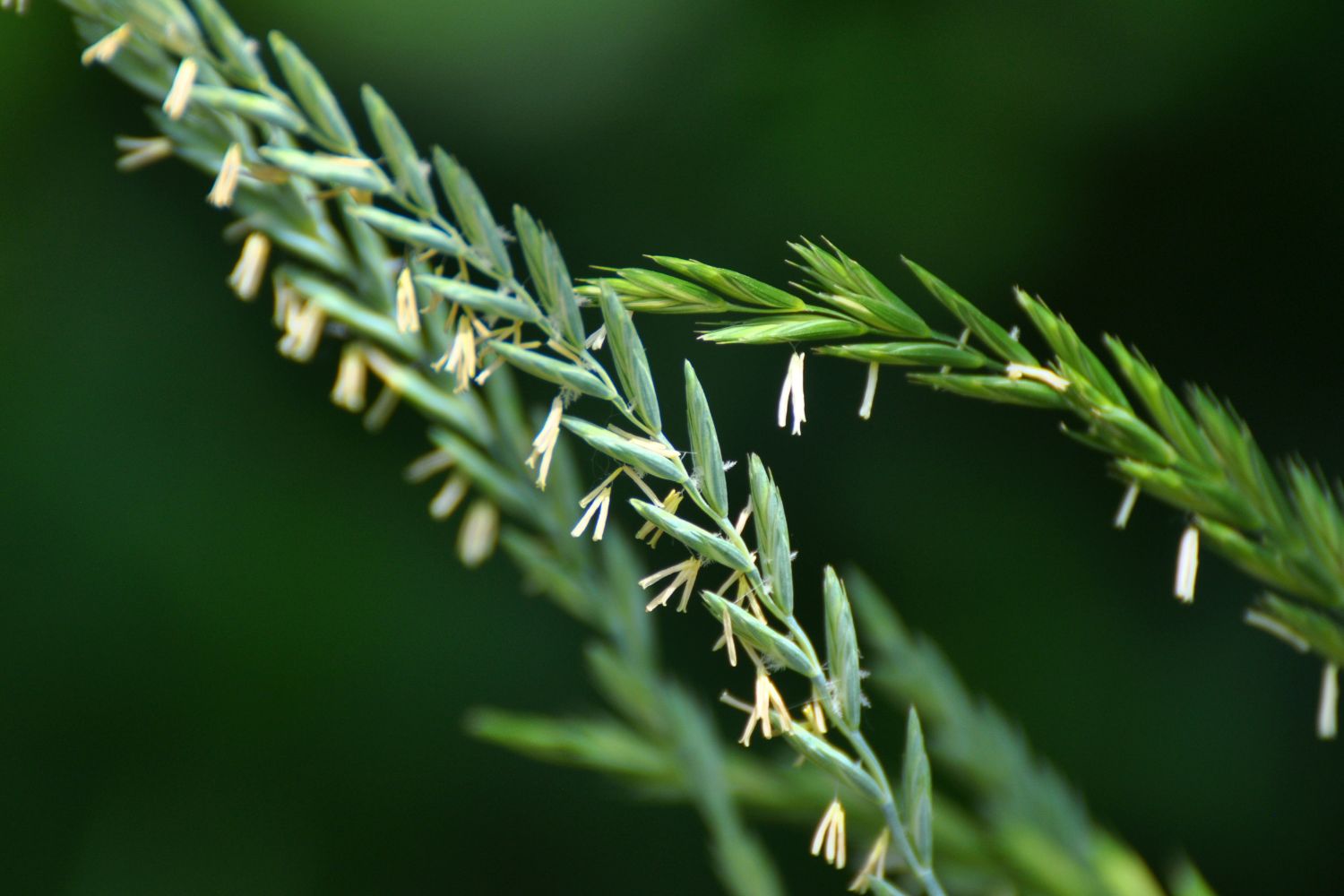 Chiendent officinal : Propriétés, Bienfaits et Applications en ...