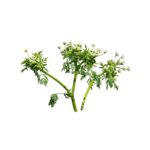 Ciguë : Propriétés, Bienfaits et Applications en Phytothérapie - France ...