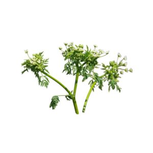 Ciguë : Propriétés, Bienfaits et Applications en Phytothérapie - France ...