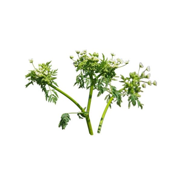 Ciguë : Propriétés, Bienfaits et Applications en Phytothérapie - France ...