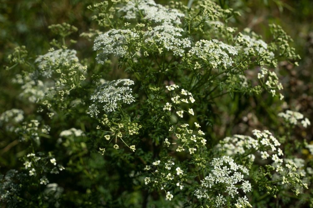 Ciguë : Propriétés, Bienfaits et Applications en Phytothérapie - France ...