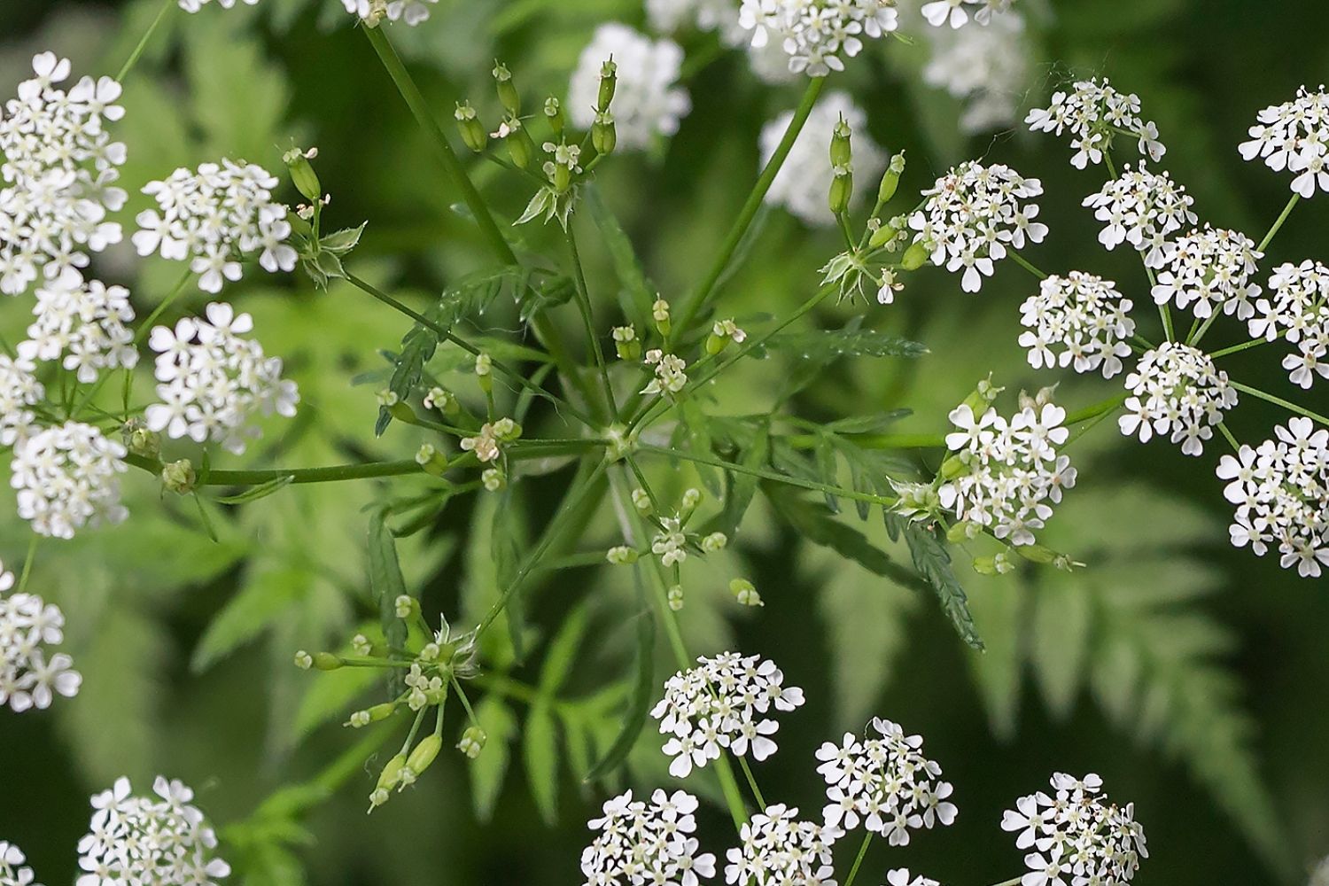 Ciguë : Propriétés, Bienfaits et Applications en Phytothérapie - France ...