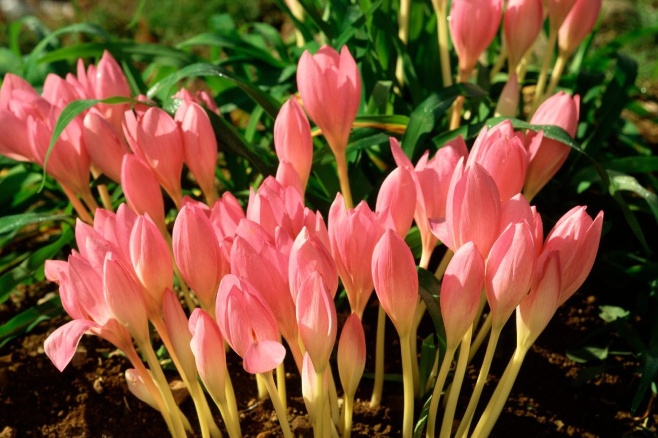 Colchique : Propriétés, Bienfaits et Applications en Phytothérapie ...