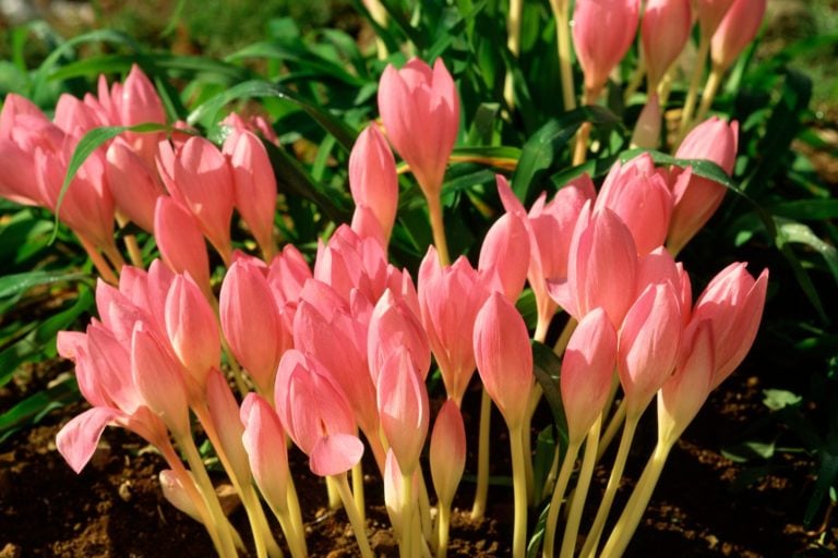 Colchique : Propriétés, Bienfaits et Applications en Phytothérapie ...