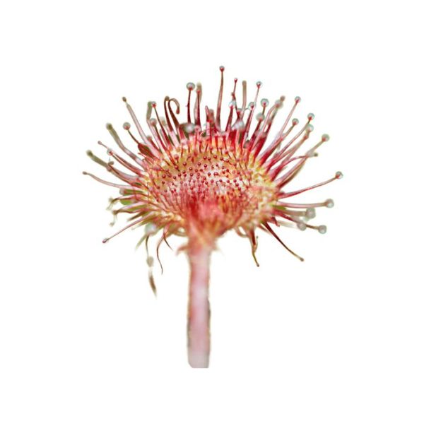 Droséra : Propriétés, Bienfaits et Applications en Phytothérapie ...