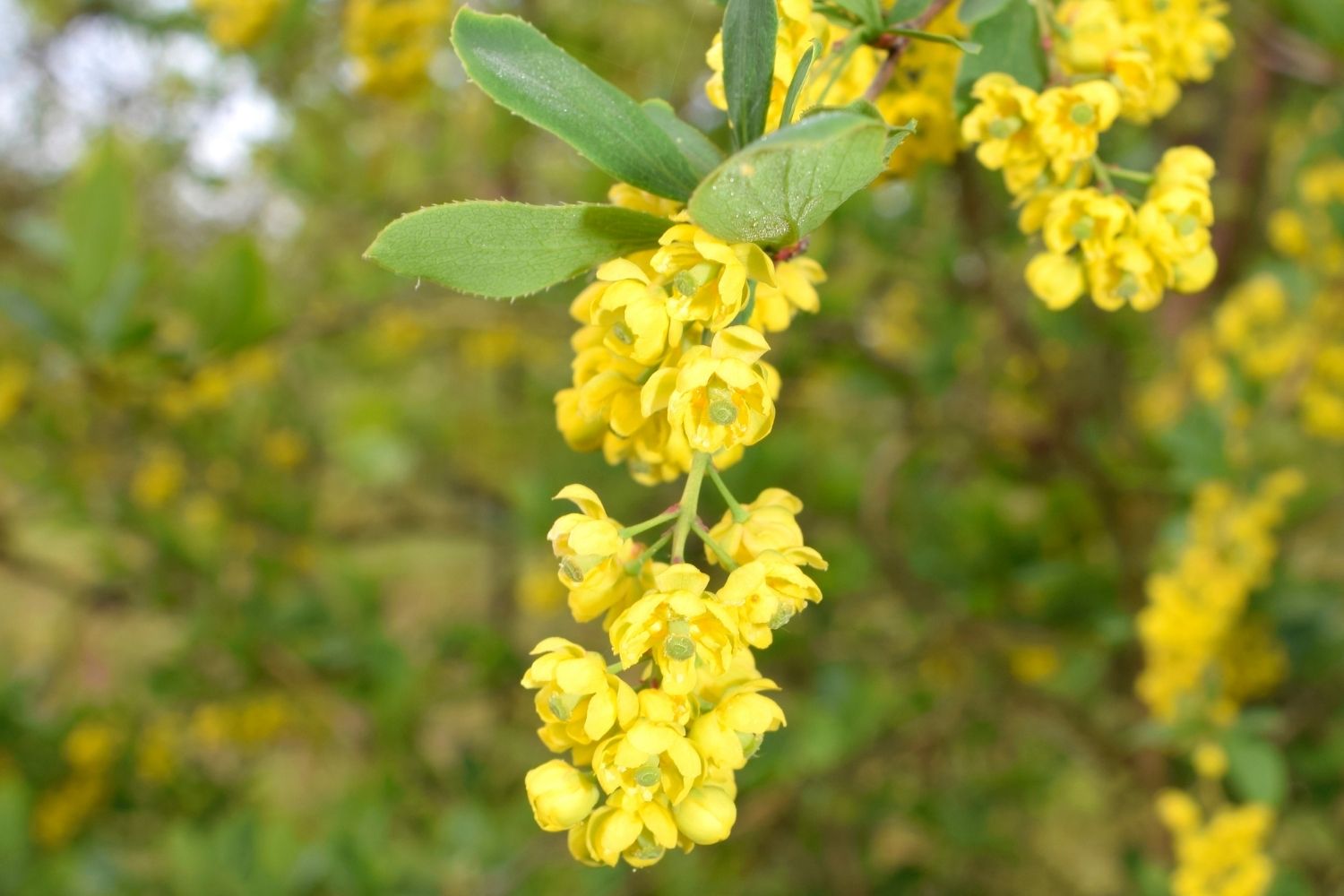 Épine-vinette : Propriétés, Bienfaits et Applications en Phytothérapie ...