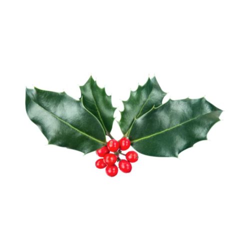 Fragon épineux : Propriétés, Bienfaits et Applications en Phytothérapie ...