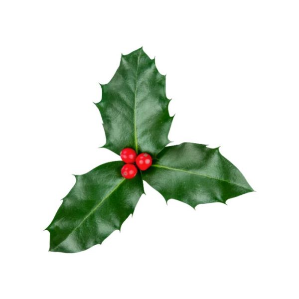 Fragon piquant - Caractéristiques, Utilisations et Bienfaits - Phytothérapie - France Minéraux