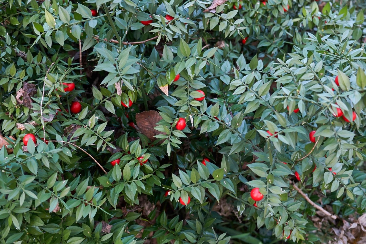 Fragon piquant : Propriétés, Bienfaits et Applications en Phytothérapie ...