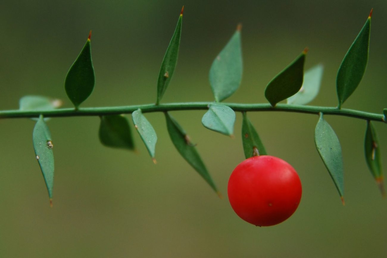 Fragon piquant : Propriétés, Bienfaits et Applications en Phytothérapie - France Minéraux
