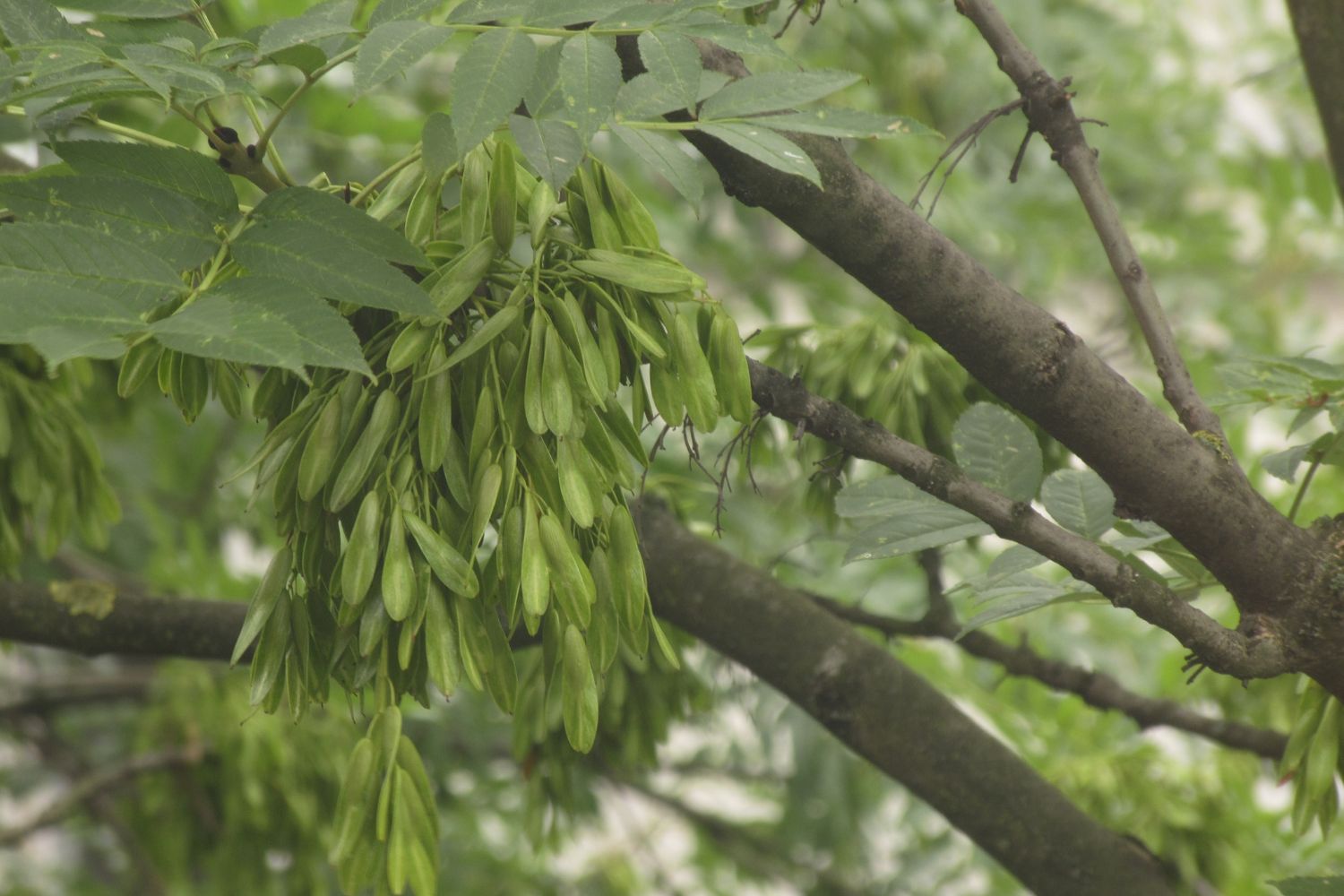 Frêne : Propriétés, Bienfaits et Applications en Phytothérapie - France ...