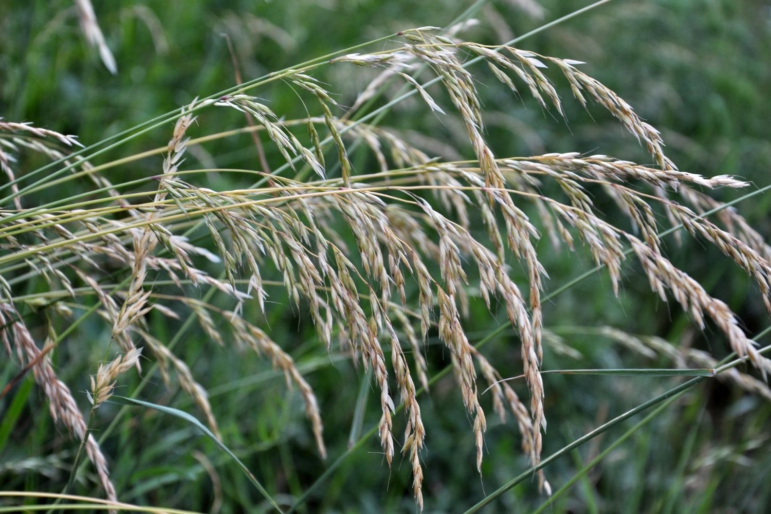 Fromental : Propriétés, Bienfaits et Applications en Phytothérapie ...