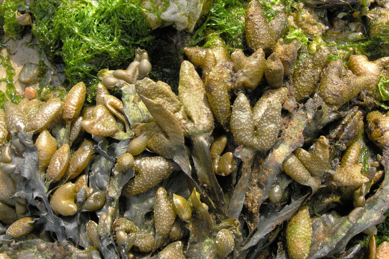 Fucus vésiculeux : Propriétés, Bienfaits et Applications en ...
