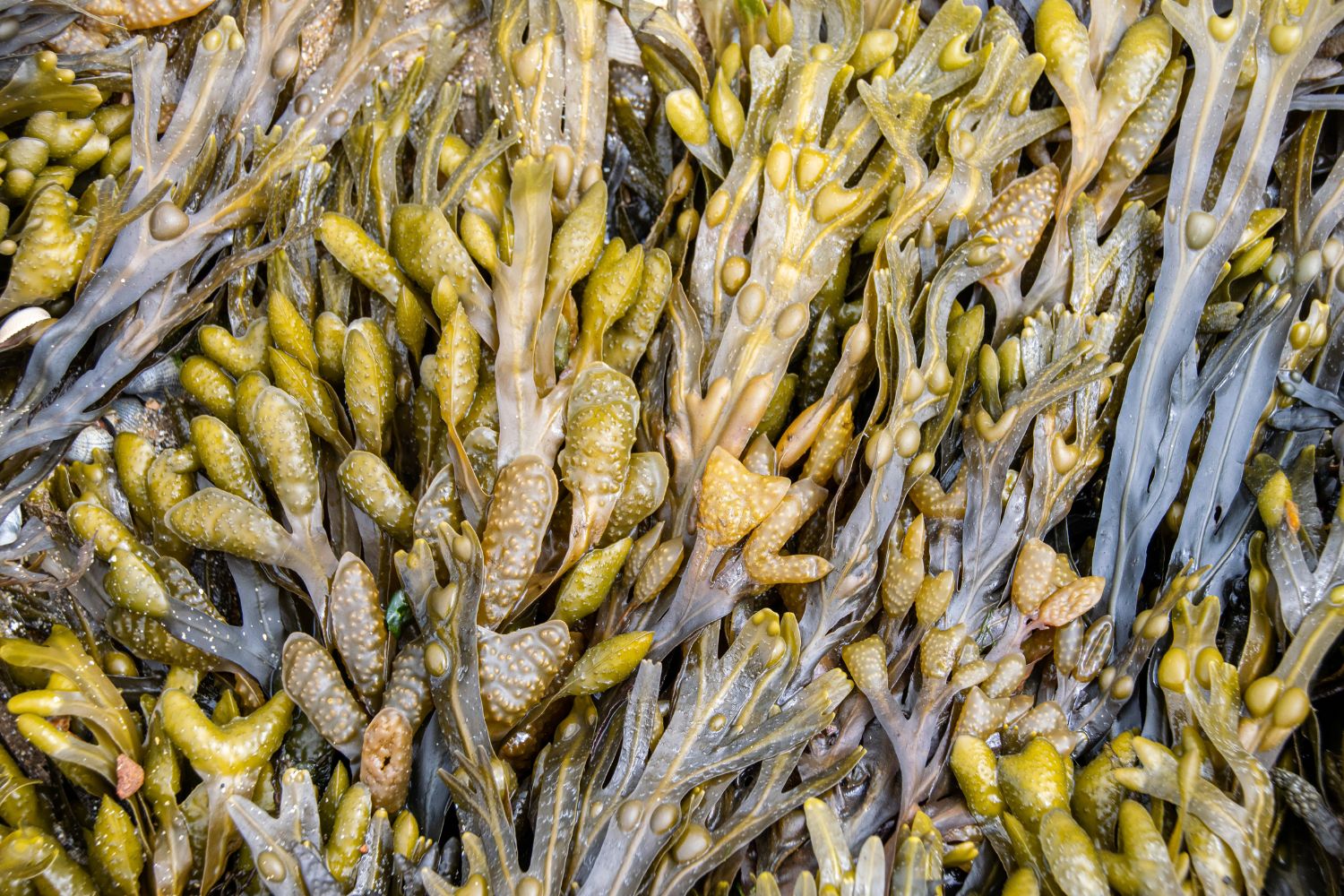 Fucus vésiculeux : Propriétés, Bienfaits et Applications en ...