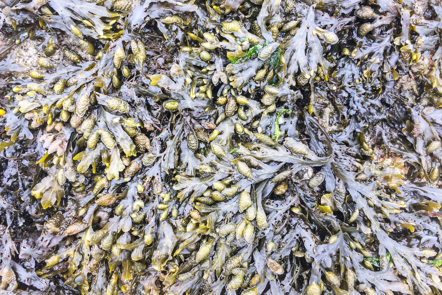 Fucus vésiculeux : Propriétés, Bienfaits et Applications en ...