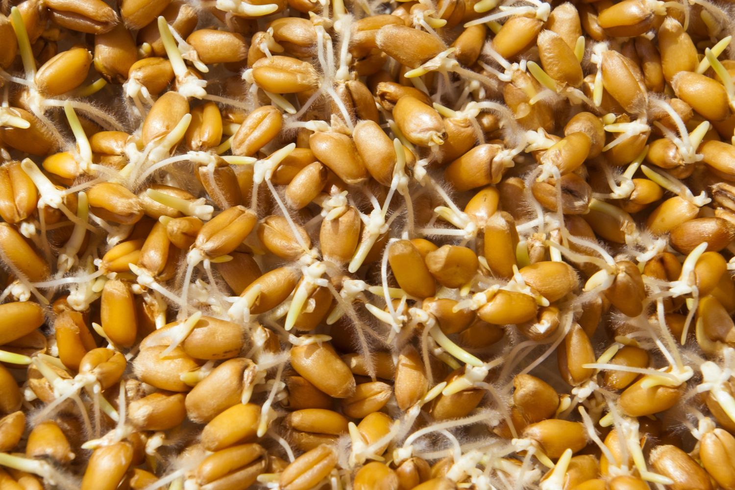 Germe de blé : Propriétés, Bienfaits et Applications en Phytothérapie ...