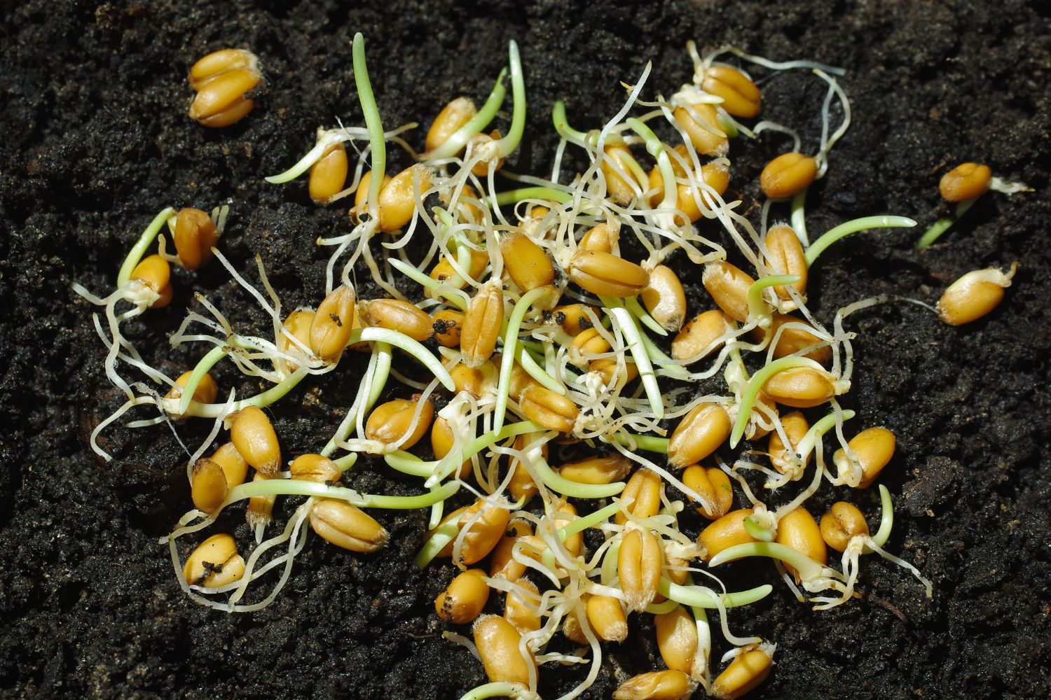 Germe de blé : Propriétés, Bienfaits et Applications en Phytothérapie ...