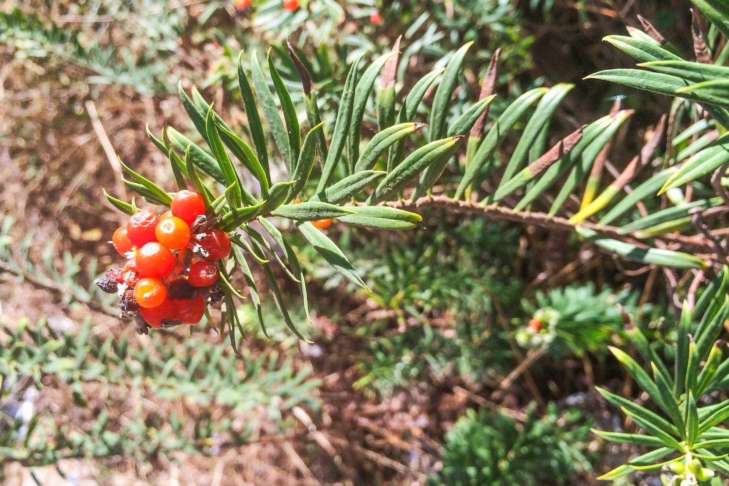 Gesse à feuilles de lin : Propriétés, Bienfaits et Applications en ...