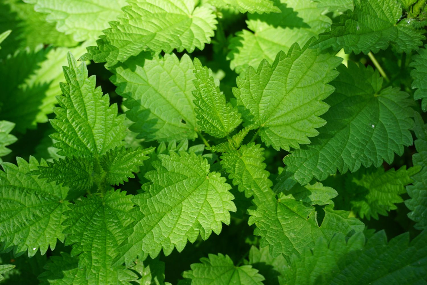 Grande ortie : Propriétés, Bienfaits et Applications en Phytothérapie ...