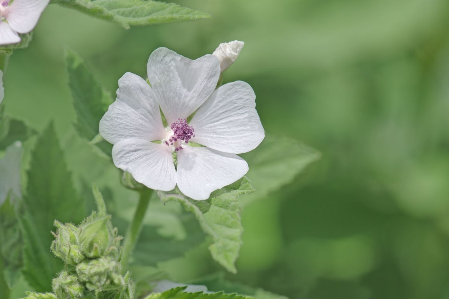 Guimauve : Propriétés, Bienfaits et Applications en Phytothérapie ...