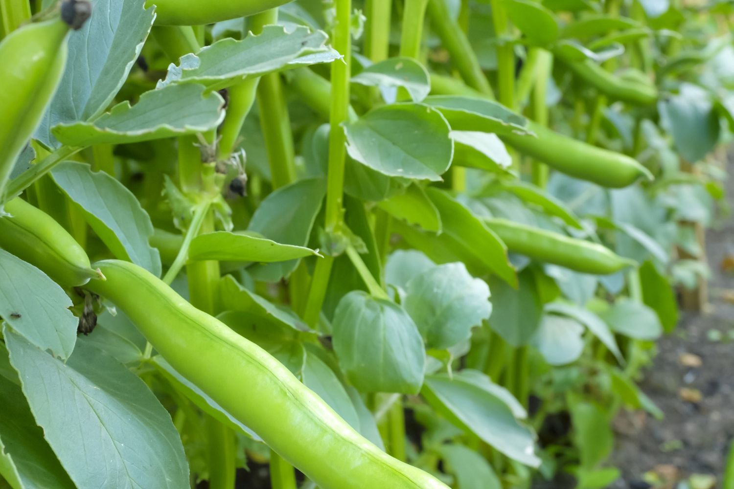 Haricot commun : Propriétés, Bienfaits et Applications en Phytothérapie ...