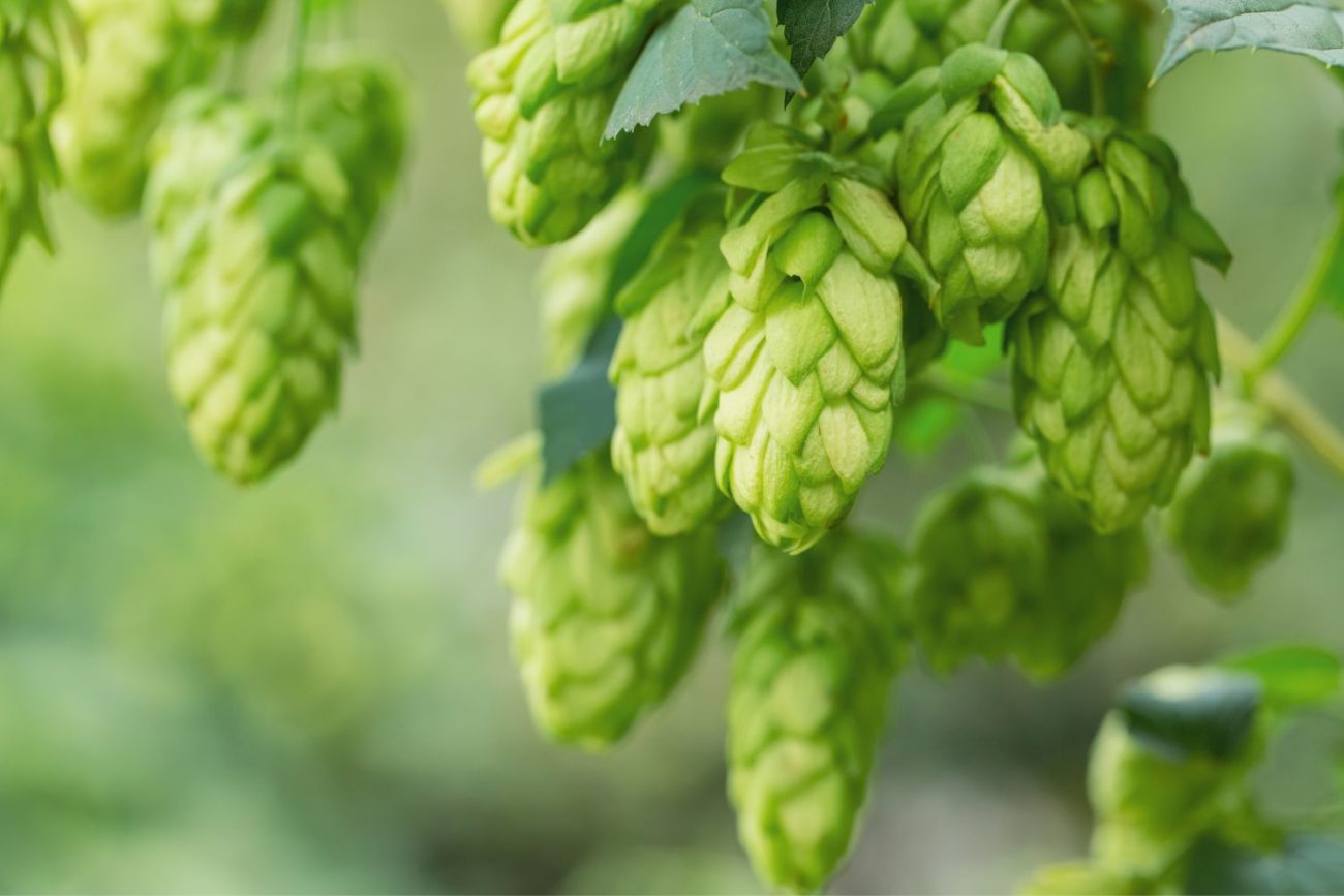 Houblon : Propriétés, Bienfaits et Applications en Phytothérapie ...