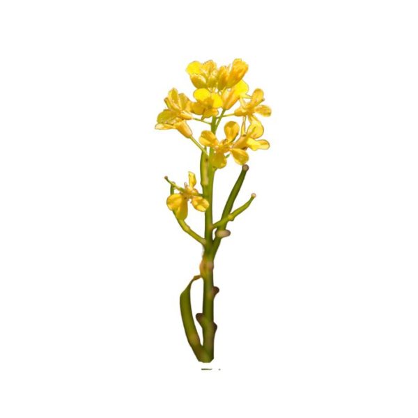 La guède : Propriétés, Bienfaits et Applications en Phytothérapie ...