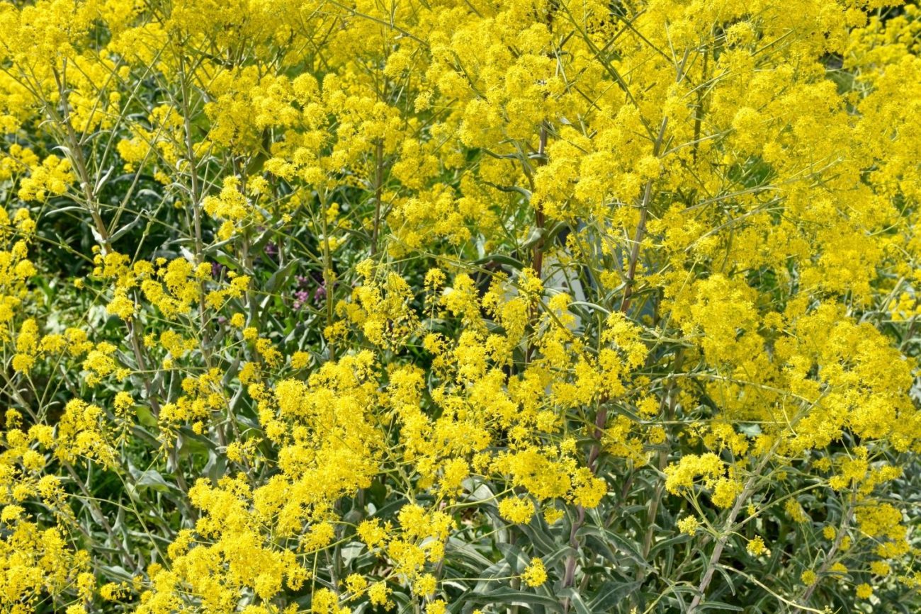 La guède : Propriétés, Bienfaits et Applications en Phytothérapie ...