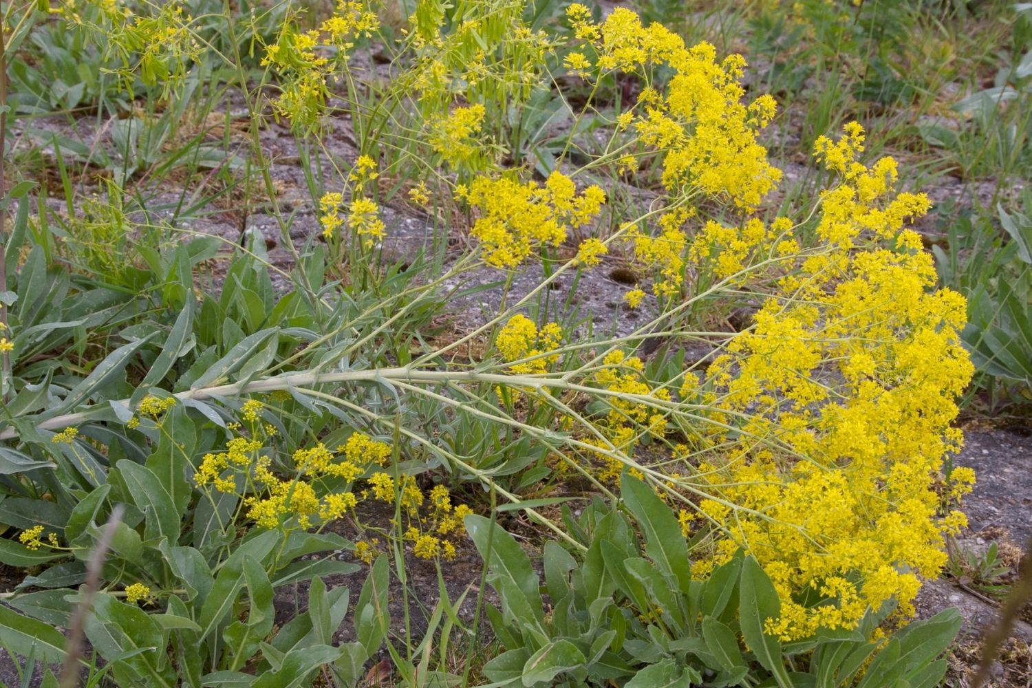 La guède : Propriétés, Bienfaits et Applications en Phytothérapie ...