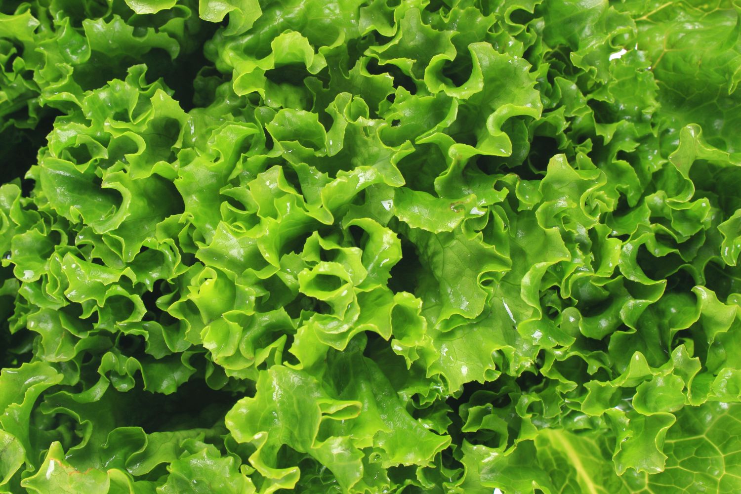 Laitue vireuse : Propriétés, Bienfaits et Applications en Phytothérapie ...