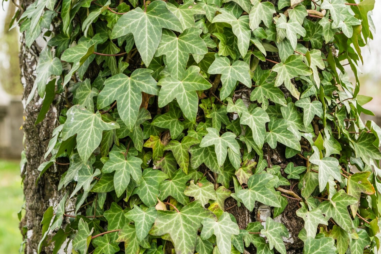 Lierre commun : Propriétés, Bienfaits et Applications en Phytothérapie ...