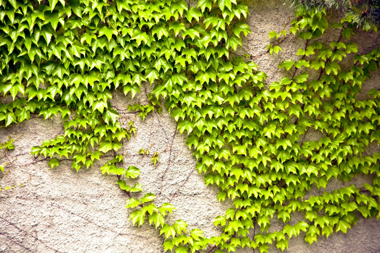 Lierre grimpant : Propriétés, Bienfaits et Applications en ...
