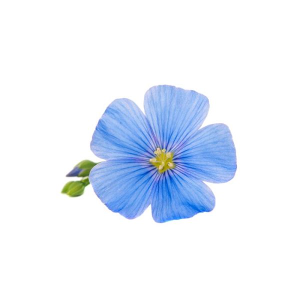 Lin cultivé : Propriétés, Bienfaits et Applications en Phytothérapie ...