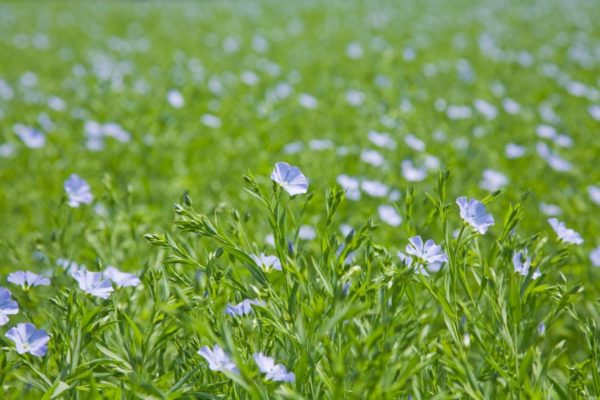 Lin cultivé : Propriétés, Bienfaits et Applications en Phytothérapie ...